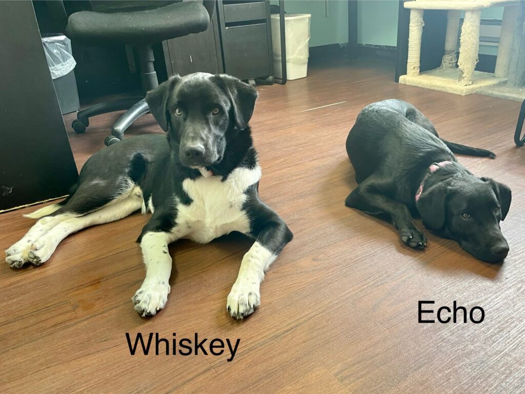 Dogs – Clarenville Area SPCA