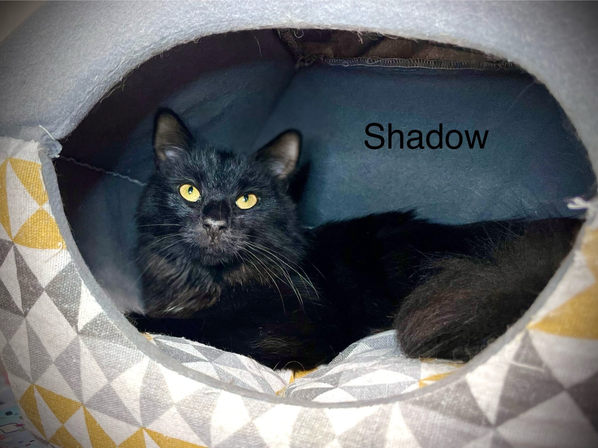 Shadow – Clarenville Area SPCA