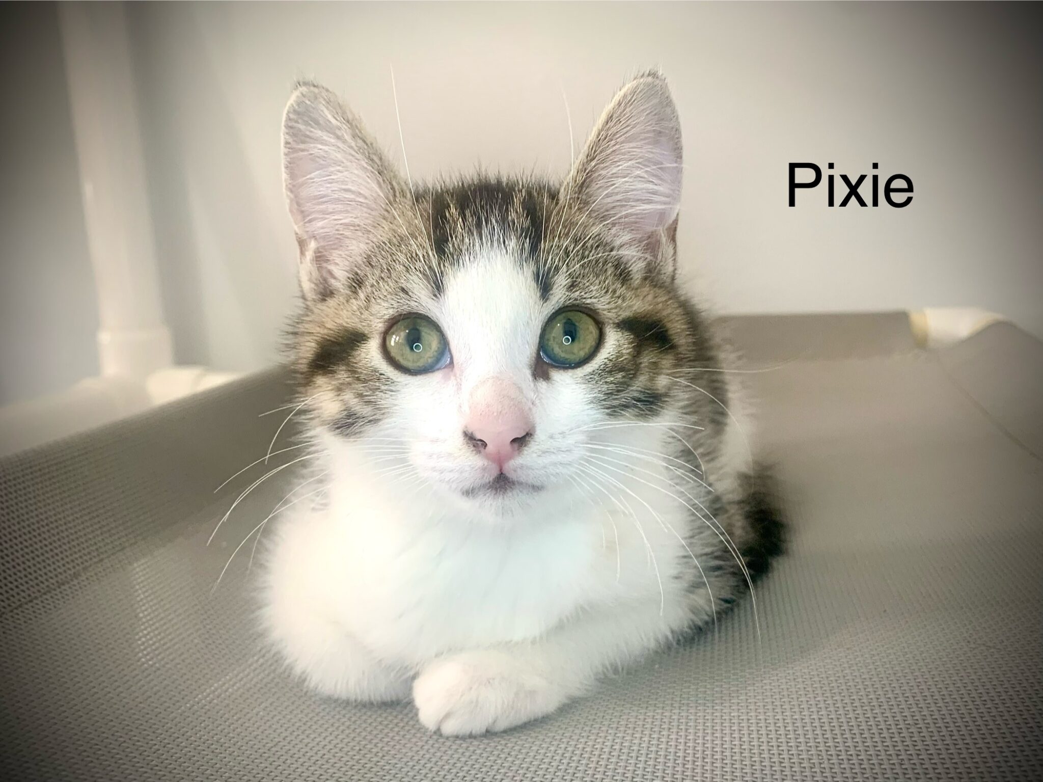 Pixie – Clarenville Area SPCA