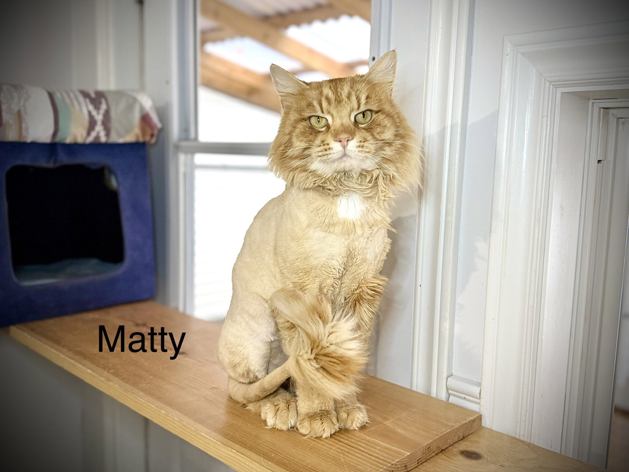 Matty – Clarenville Area SPCA